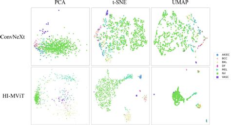Hi Mvit A Lightweight Model For Explainable Skin Disease Classification Based On Modified