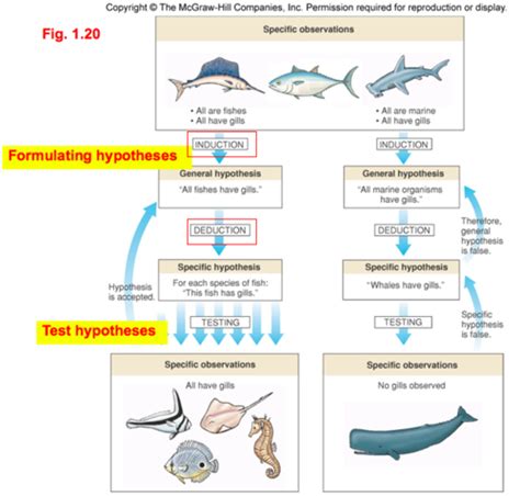 Marine Ecology Exam 1 Oru Flashcards Quizlet