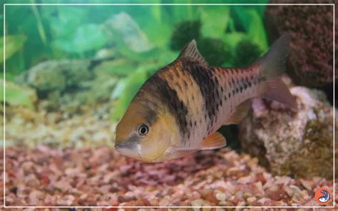 Spanner Barb Care Complete Guide For Beginners Aquariumnexus