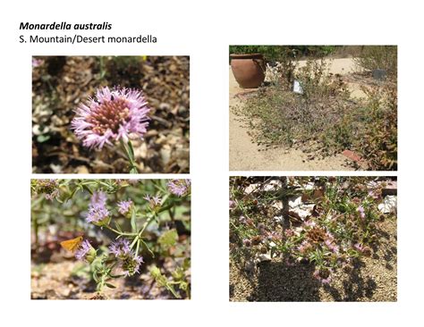 Monardella Australis Web Show Pdf