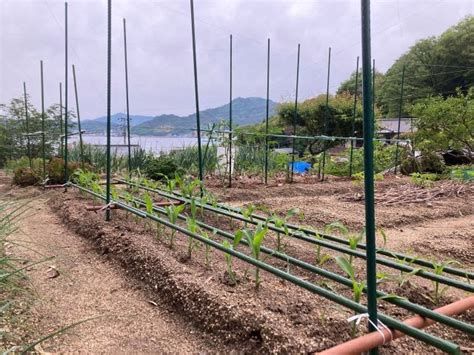 The Diary Of Tekuteku Tomorokoshi