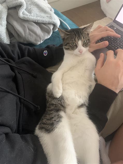 Please Name This Derpy Guy R Catnames