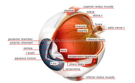 Glaucoma Awareness Month And Icd 10 Codes