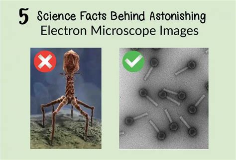 5 Science Facts Behind Astonishing Electron Microscope Images Rs Science