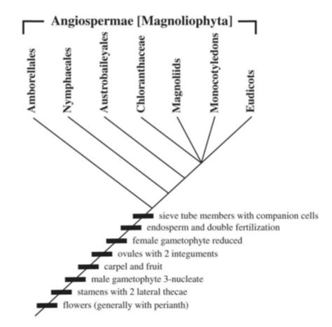 Lab Topic 3 Angiosperms Gentry Flashcards Quizlet