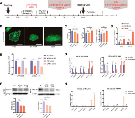 Potent Effect On Mesoderm Differentiation Of 5pm Surface Was Reversed