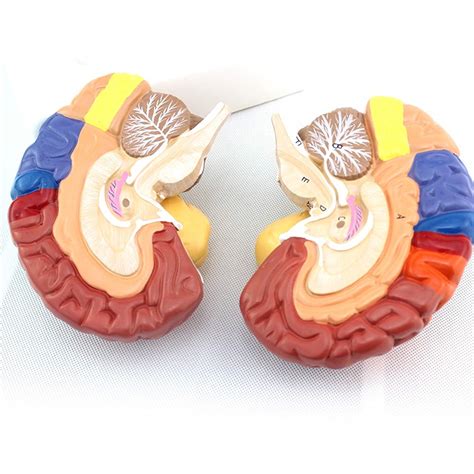 Medical Human Brain Anatomical Model Brain Function Zone Model Cortical Desertcart Panama