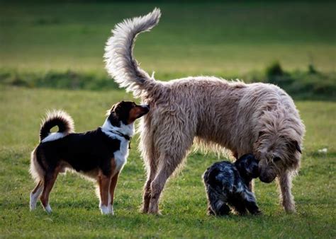 Waarom Ruiken Honden Aan Elkaars Kont Pawshake Blog