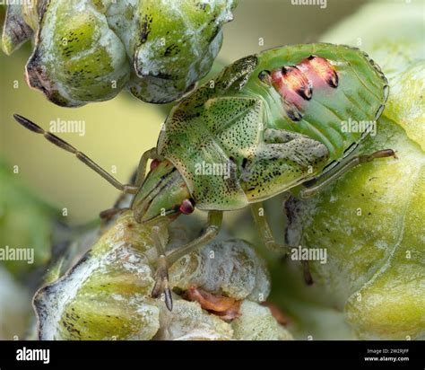 Juniper Shieldbug Final Instar Nymph Cyphostethus Tristriatus On