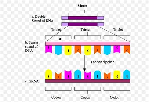Codon Dna Genetic Code Biology Transcription Png 636x566px