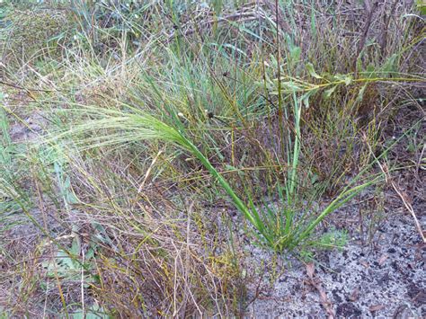 Austrostipa Compressa Friends Of Queens Park Bushland