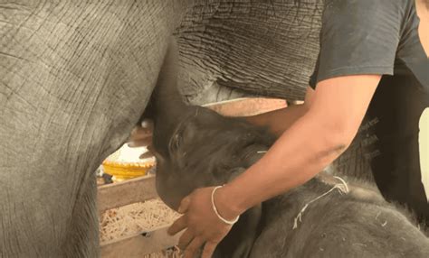 Rare Miracle Elephant Twins Traumatically Born In Thailand Animals