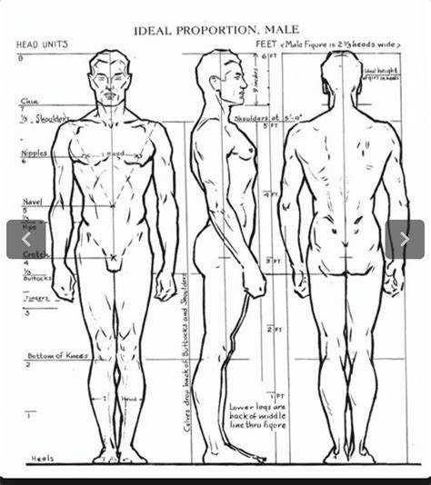 Whats The Ideal Torsolegs Ratio And How To Measure