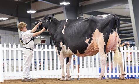 The Importance Of Showmanship In Livestock Cow Shows How To Impress
