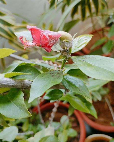 Hibiscus Fungal Problem Rgardening