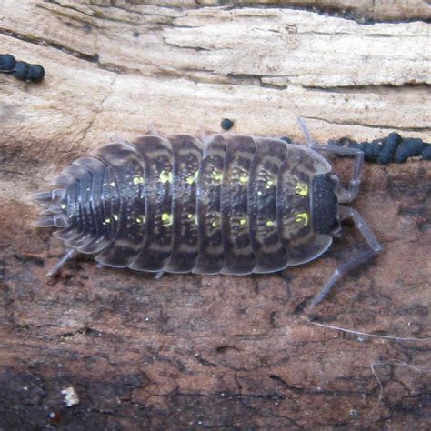 Pest Identification Clean Kill Pest Control