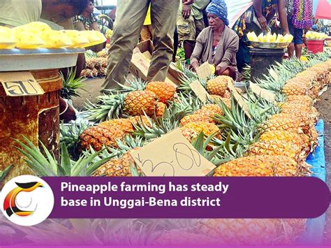 Pineapple Farming Has Steady Base In Unggai Bena District Post Courier