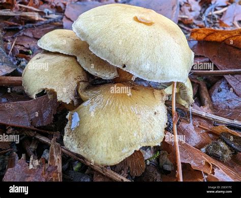 Common Gilled Mushrooms And Allies Agaricales Fungi Vancouver Bc V6r 1b5 Canada Stock