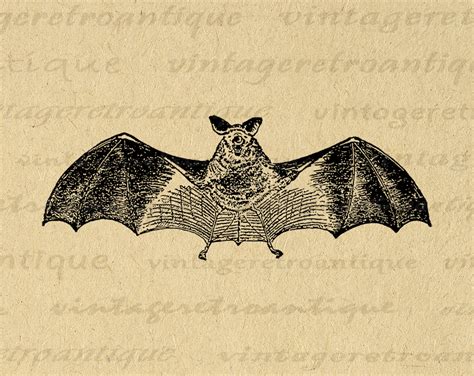 Bat Graphic Image Download Antique Bat Artwork Digital Printable