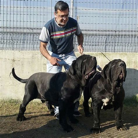 Neapolitan Mastiff Breeder Spotlight Dello Stradone Vesuviano