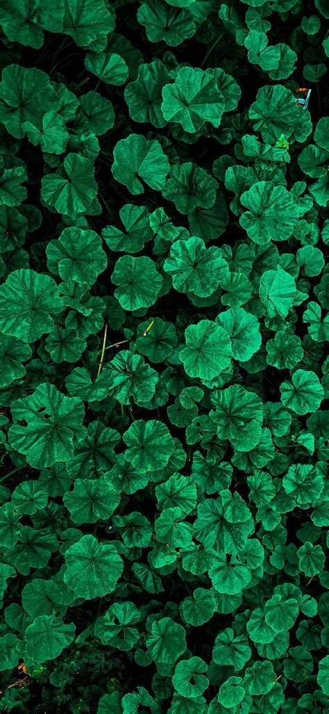 Hd Green Flower Wallpapers
