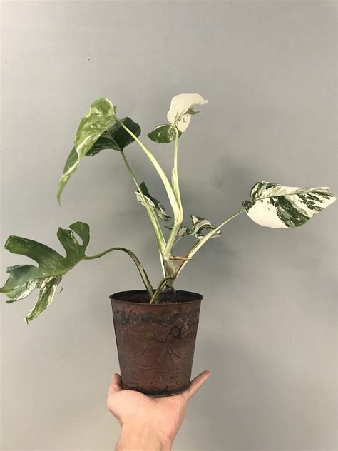 Rare White Variegated Monstera Deliciosa Borsigiana Monstera Supply Co