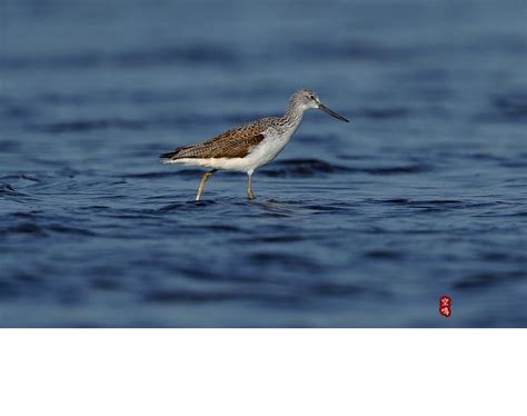 【青脚鹬摄影图片】生活摄影空鸣太平洋电脑网摄影部落