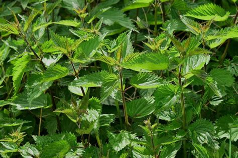 Identify Nettle Plant Features And Uses Plant Grower World