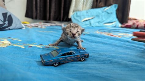 Bro Is Barely Bigger Than A Hot Wheels 😭 R Illegallysmolcats