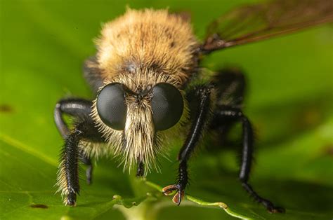 Bumblebee Robberfly Photograph By George Lee Pixels