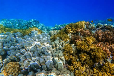 Amazing Corals With Reflections From The Sun And Surface With Deep Blue