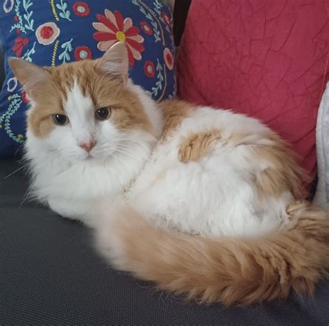 Tail Fluff Saturday Caturday