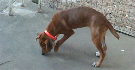 Not Sure If He Adopted Me Or If Hes A Loiterer Imgur