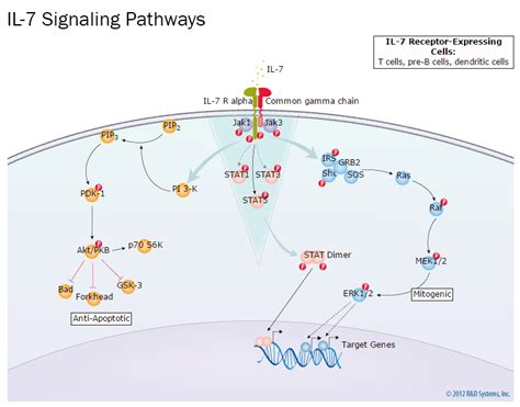 Il 7 Signaling Pathways Randd Systems