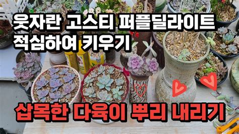💖웃자란 다육이 적심하여 뿌리내리기 삽목한 다육이 뿌리확인방법 Succulent Youtube