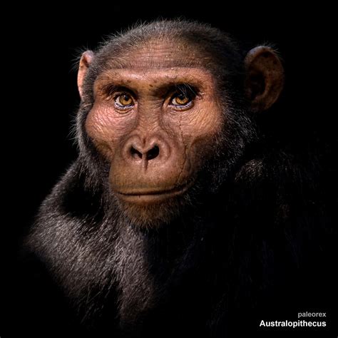 Australopithecus Etsy