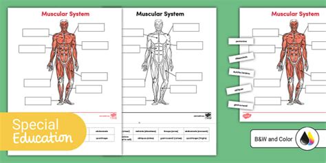 Muscle Labeling Activity For Older Learners Teacher Made Worksheets