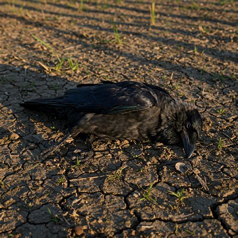 Spiritual Meaning Of Dead Crow Wisdom Of The Spirit