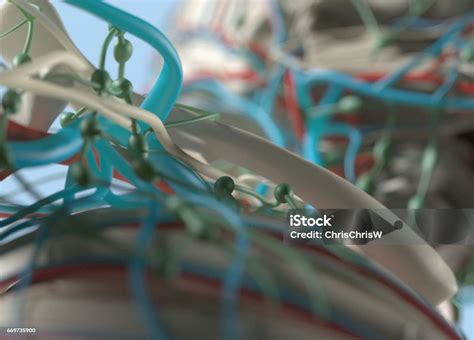 Anatomy Body Model Extreme Closeup Selective Focus Human Anatomy Body