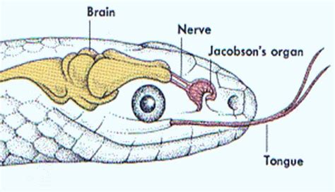 Anatomy Of Jacobsons Organs In Reptiles