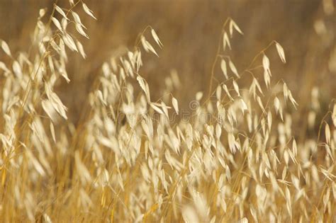 Yellow Grass Meadow With Mountain Peak On The Torres Del Paine Hike In
