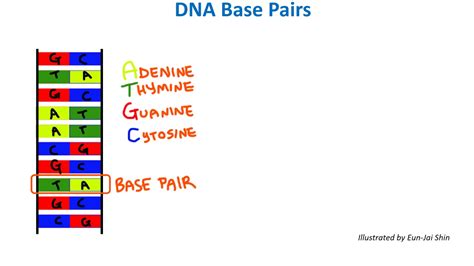 Dna Base Pairs Youtube