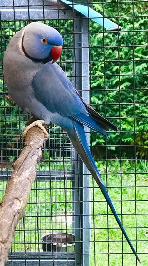Blue And Grey Parakeet Perched On A Tree Branch