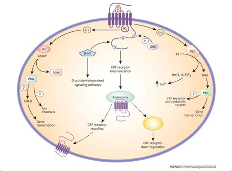Sex Specific Cell Signaling The Corticotropin Releasing Factor Receptor Model Trends In