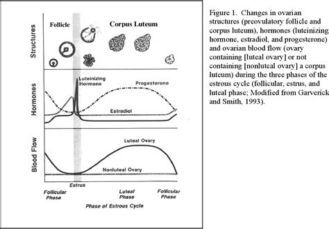 Estrous Cycle In Animals