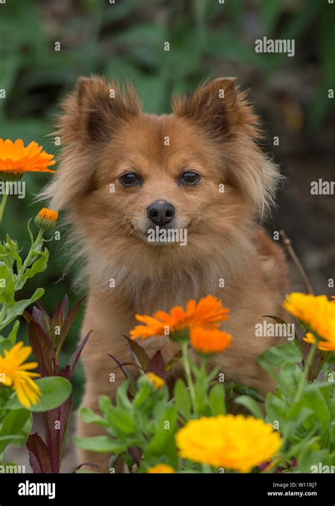 Wisteria Pomeranians