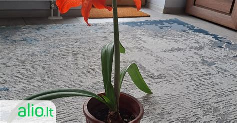 Kambarine Gėle Aliolt