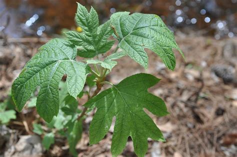 Hydrangeaceae Image Gallery