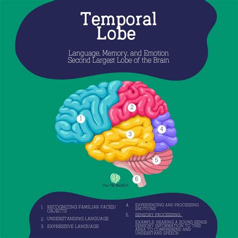 Temporal Lobe Function Facts And Tbi Impairments — Tbi Medslp