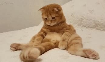 Lazy Cat 